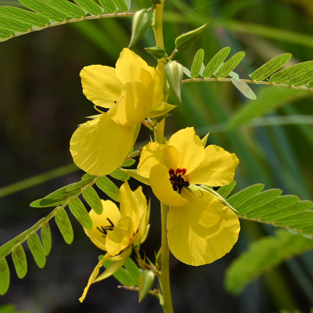 Partridge Pea (Chamaecrista fasciculata) — Native Plants Unlimited LLC