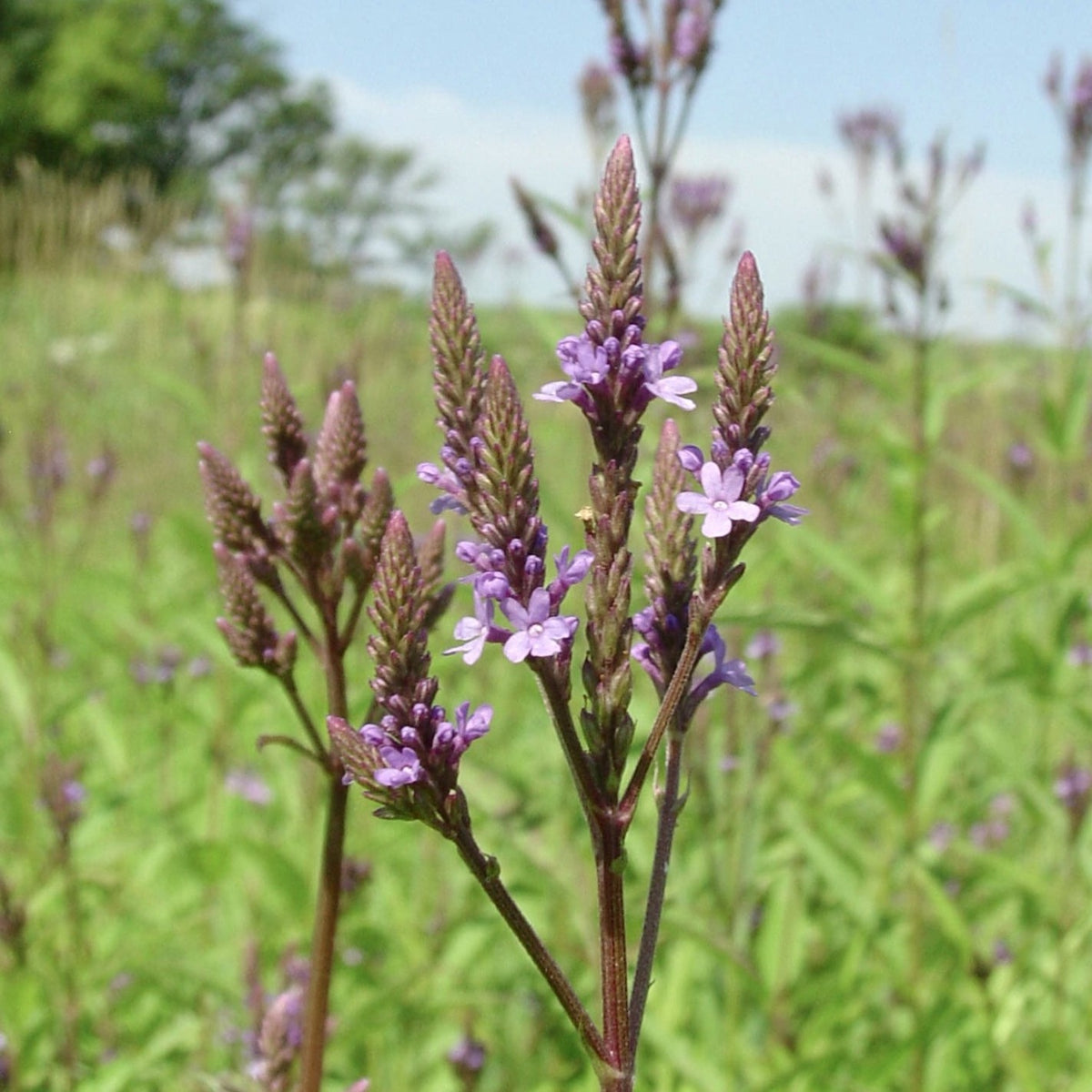 Blue Vervain (Verbena hastata) 2x2x3" Pot — Native Plants Unlimited LLC